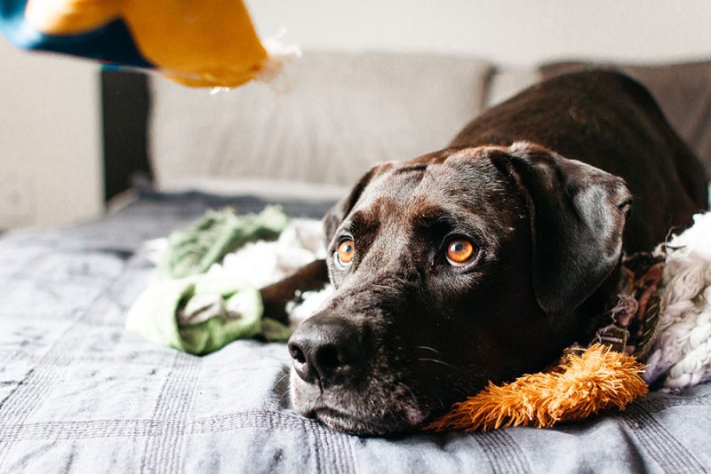 Medical Assistance Dogs: Life-Saving Companions - Vet In Hurricane ...